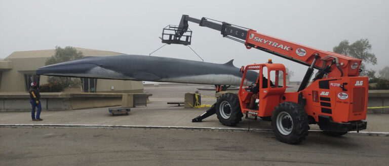 Pheena the Fin Whale – The Lawrence Hall of Science