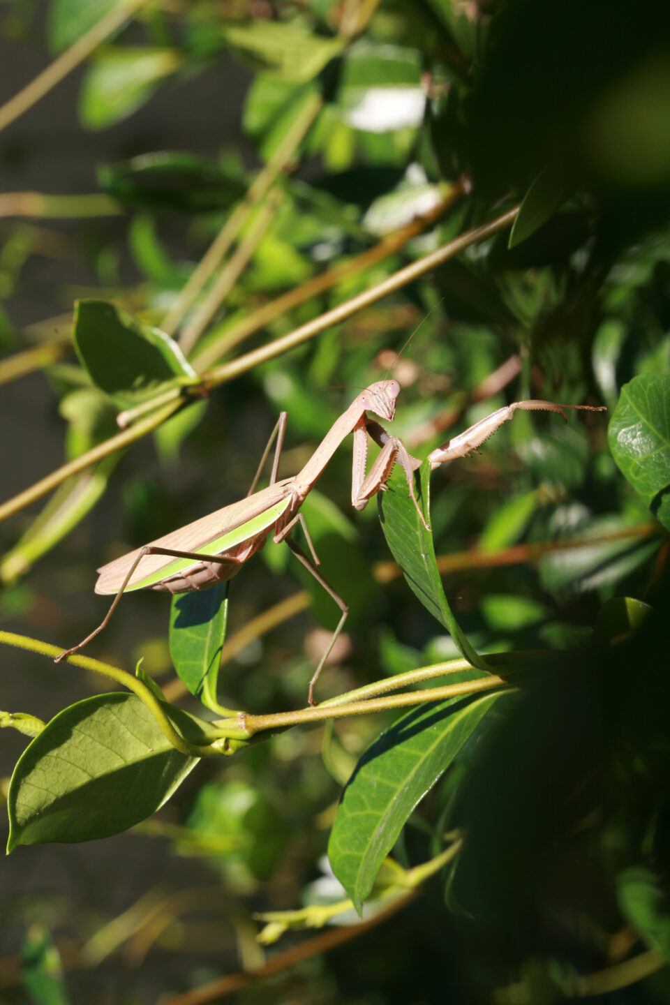 California Mantis – The Lawrence Hall of Science