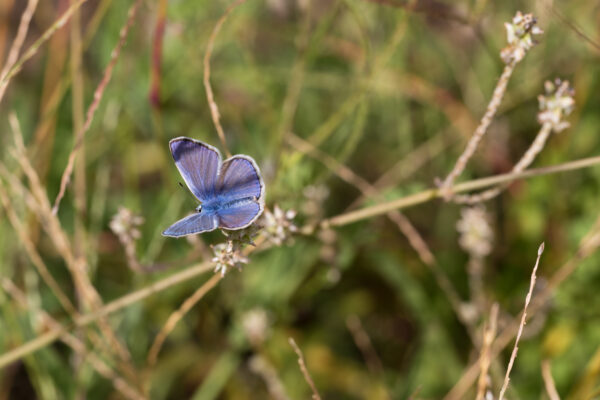 Mission Blue Butterfly – The Lawrence Hall of Science