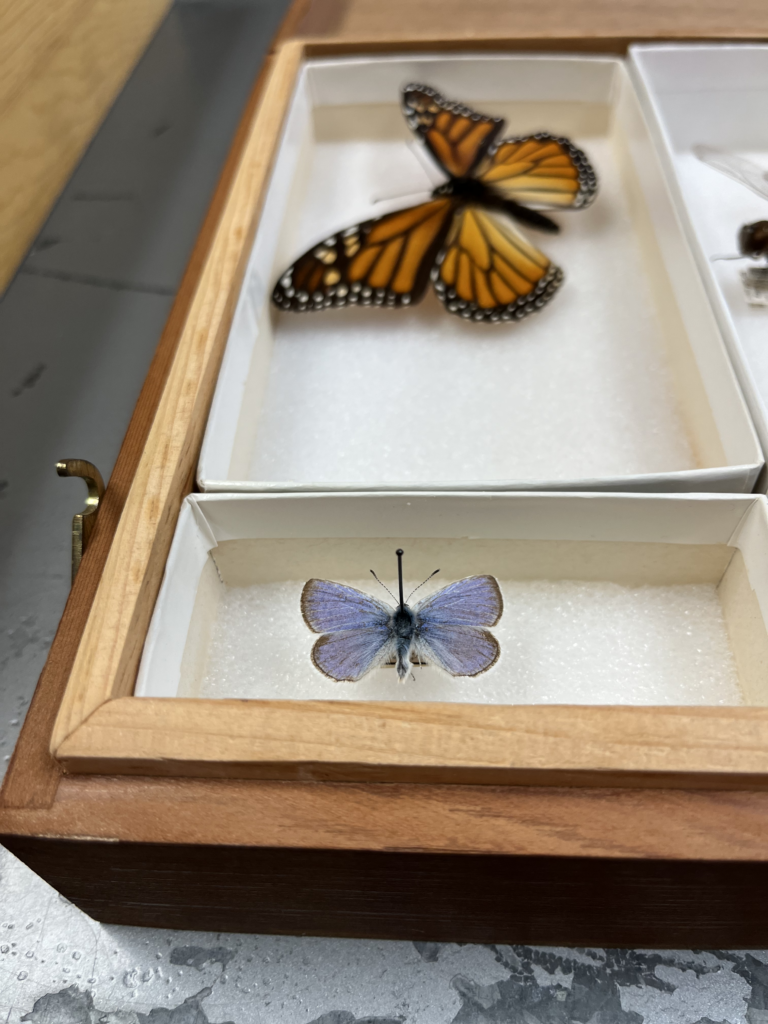Bugtopia – The Lawrence Hall of Science