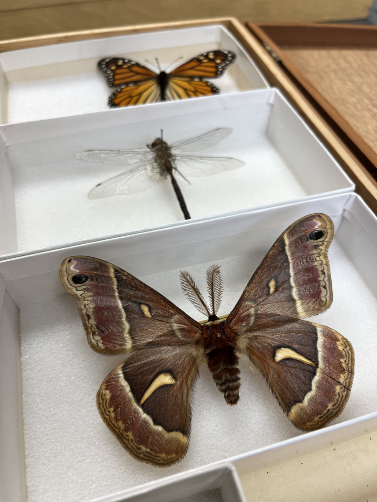 Bugtopia – The Lawrence Hall of Science