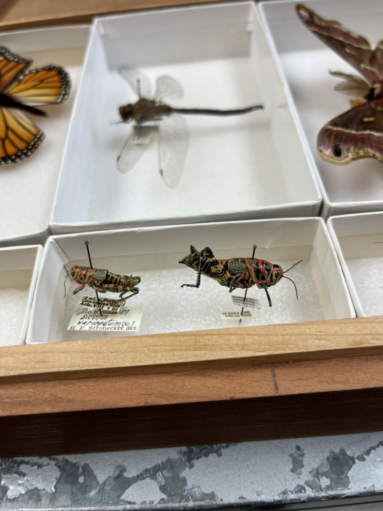 Bugtopia – The Lawrence Hall of Science
