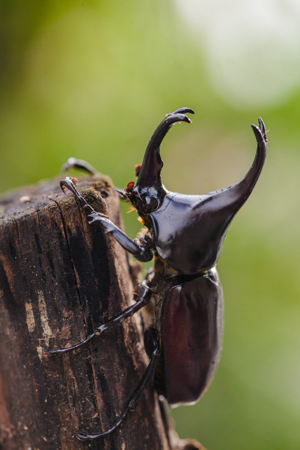 Red Rhinoceros Beetle – The Lawrence Hall of Science