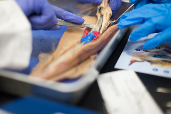 Squid: The Inside Story – The Lawrence Hall of Science