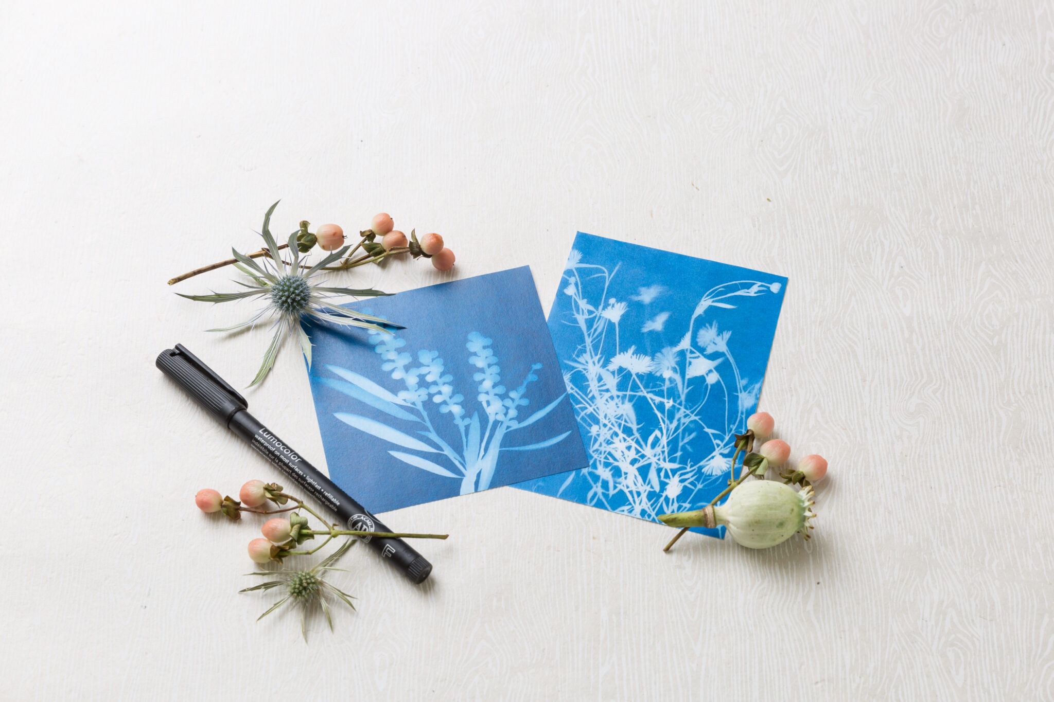 Solar-powered Photography: the Science & History of Sunprint® Kits ...