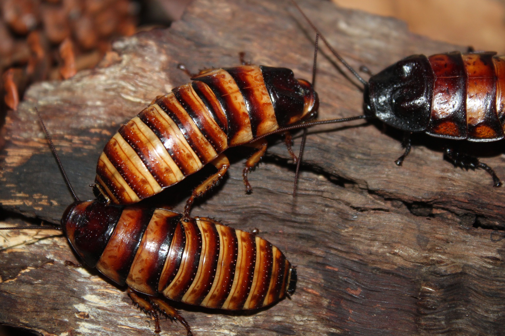 Animal Discovery Zone – The Lawrence Hall of Science