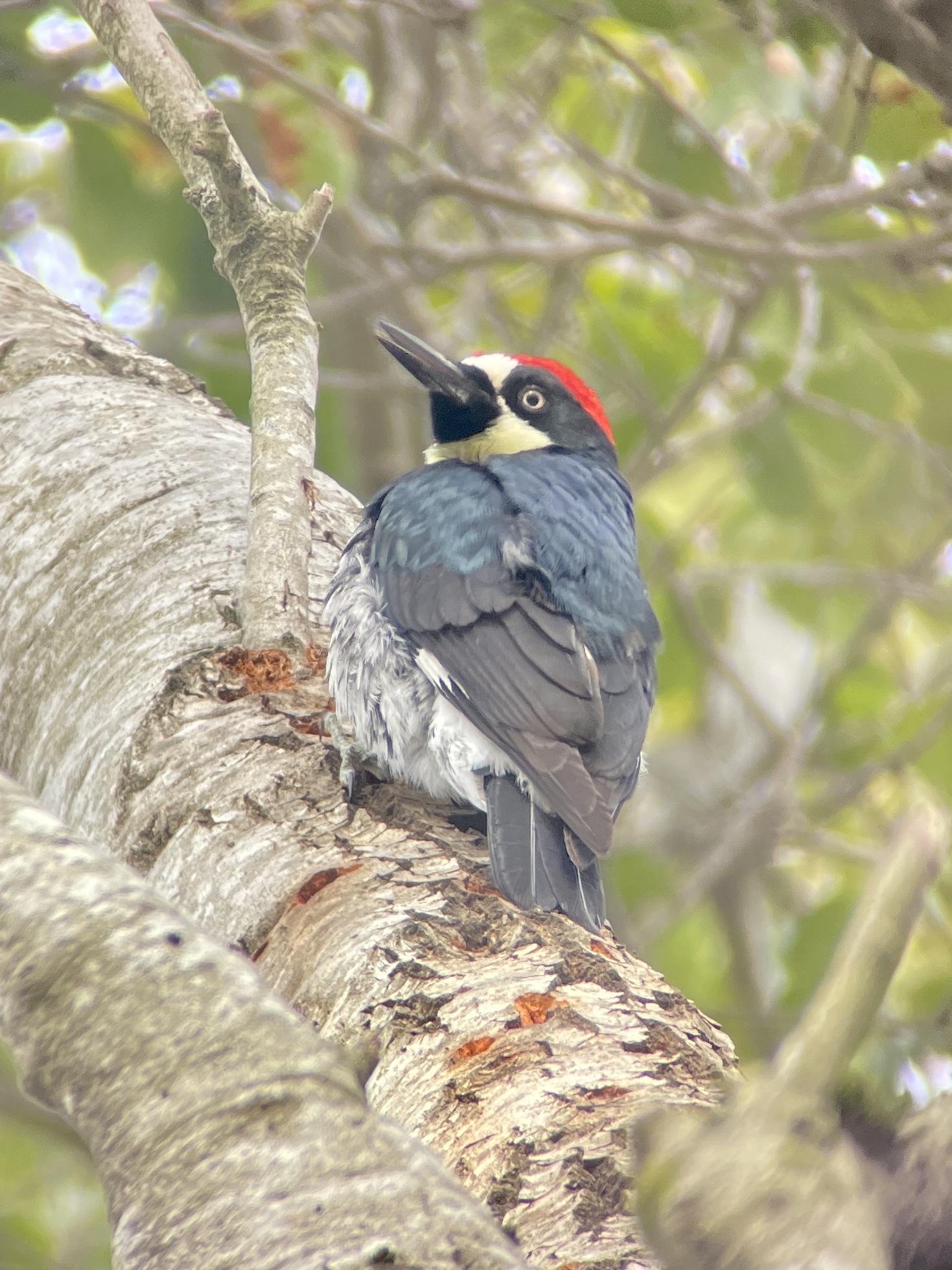 The Robert and Elizabeth Karplus Outdoor Nature Lab – The Lawrence Hall ...