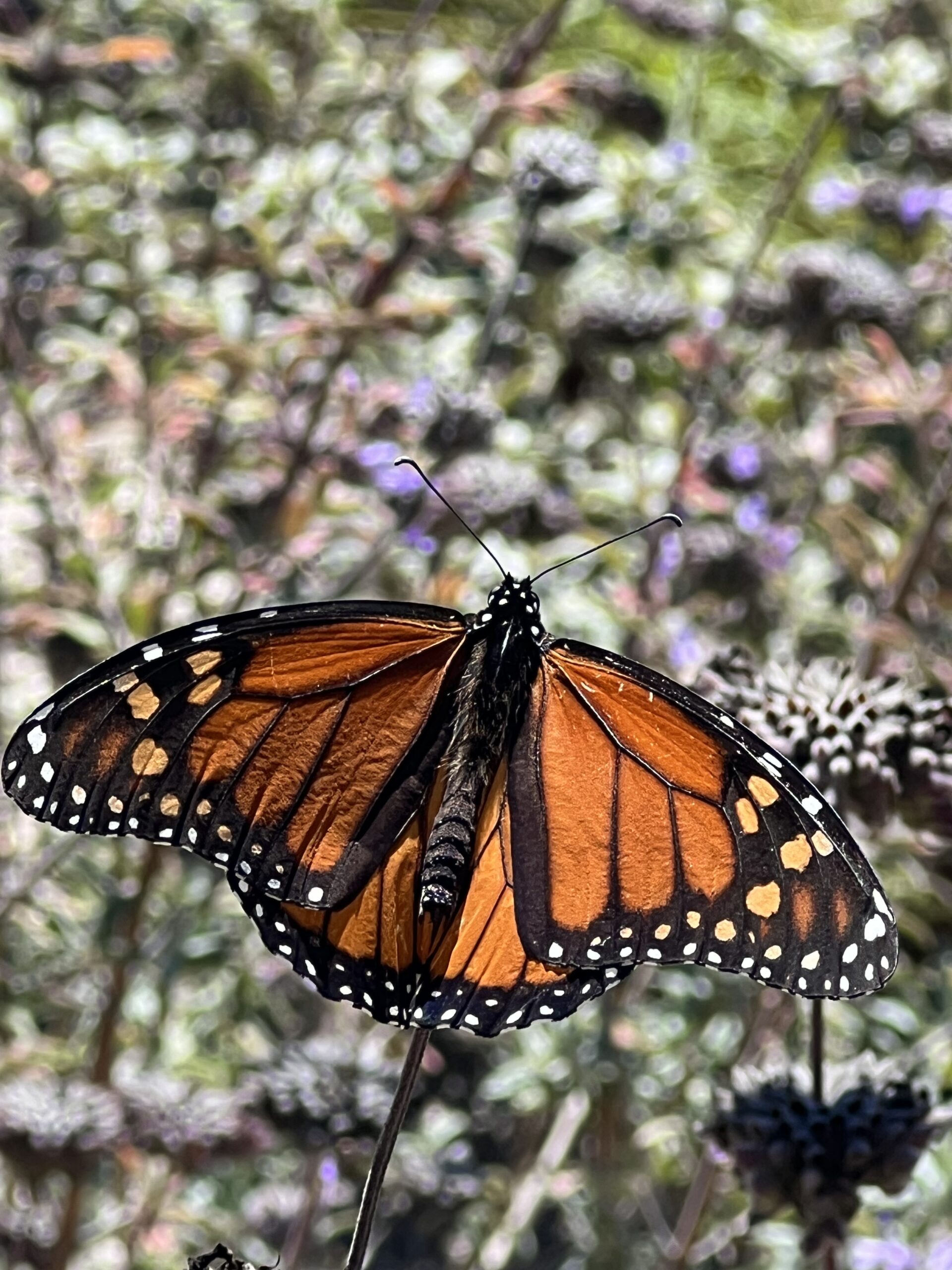 The Robert and Elizabeth Karplus Outdoor Nature Lab – The Lawrence Hall ...